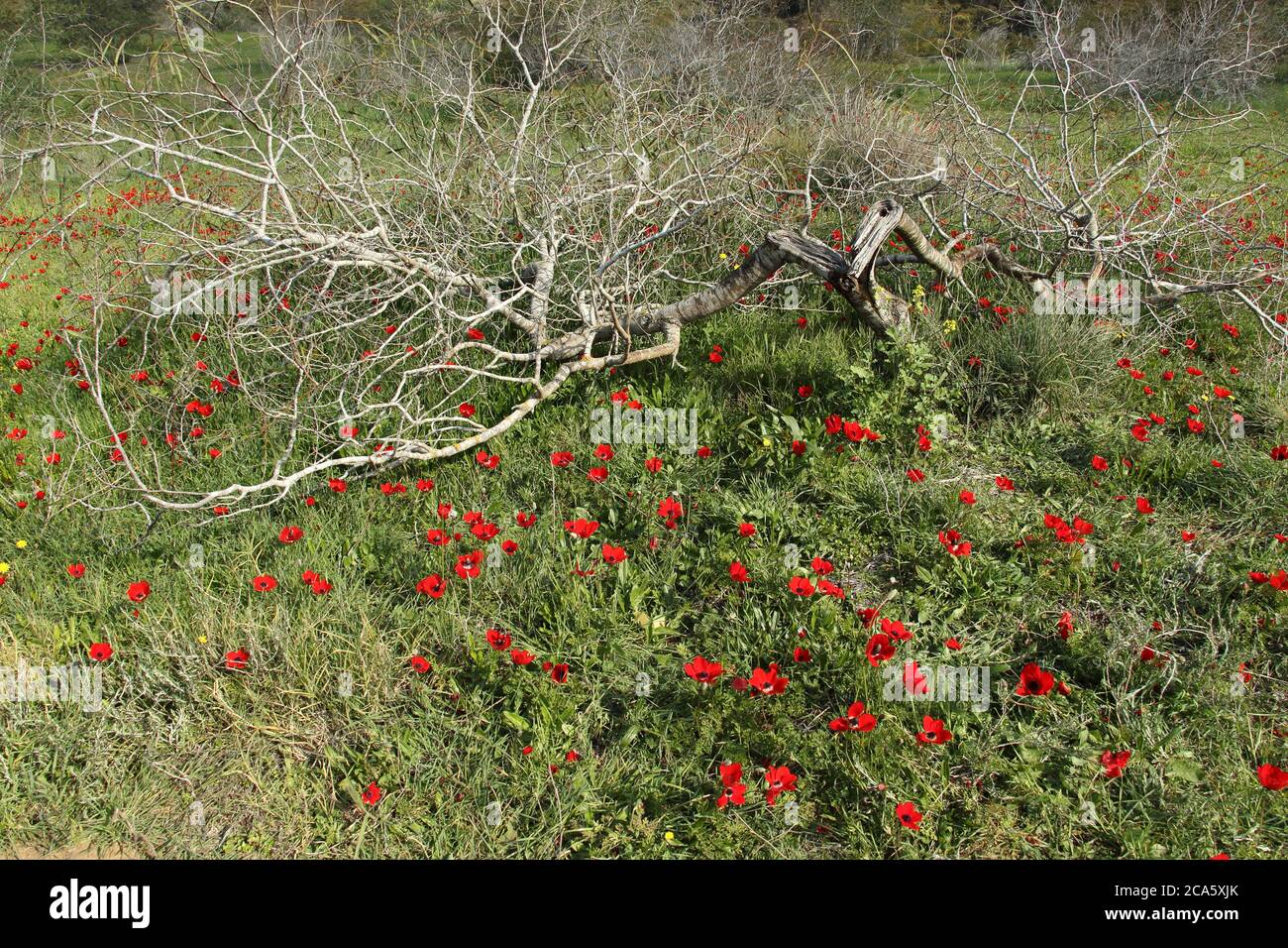Blooming Israel. Beautiful red flower, Kalanit (Anemone coronaria) in a ...
