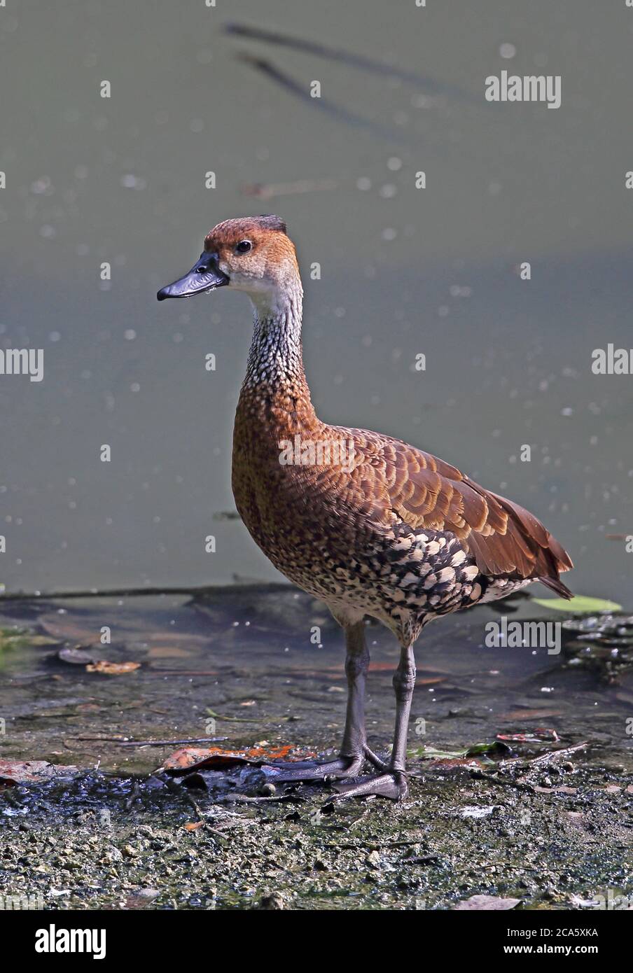 West Indian Whistling-duck (Dendrocygna arborea) adult standing by ...