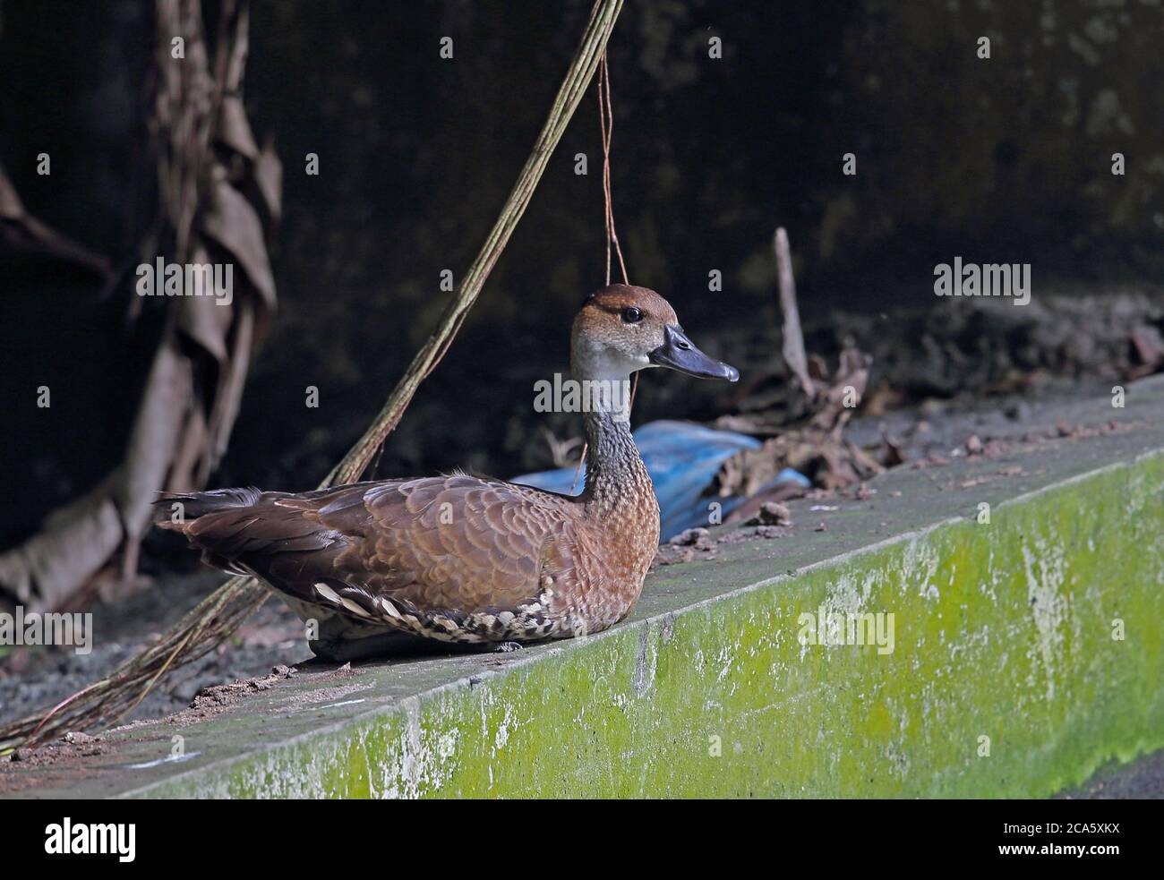 West Indian Whistling-duck (Dendrocygna arborea) adult sitting on dam ...