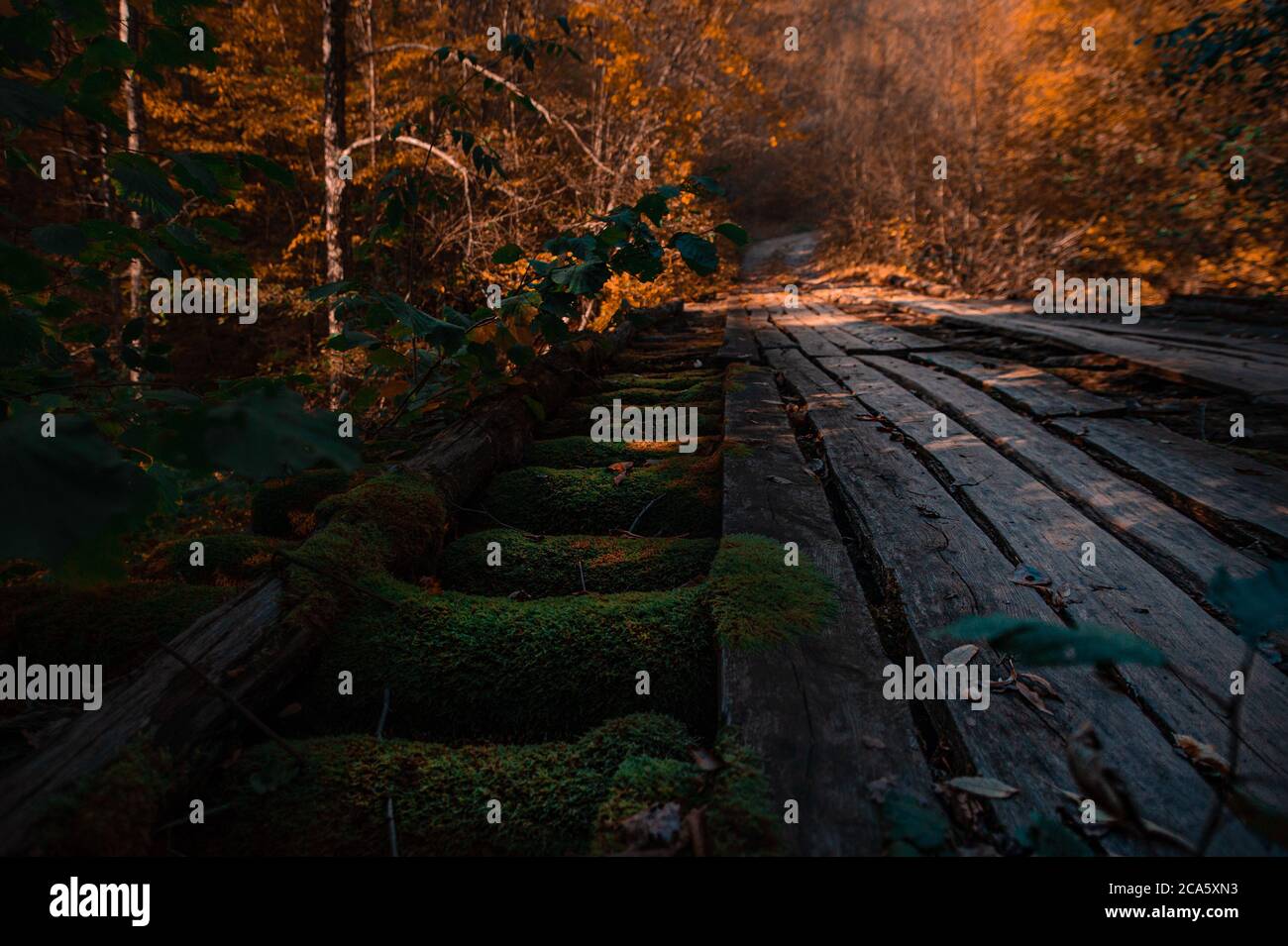 Sunset over night forest hi-res stock photography and images - Alamy