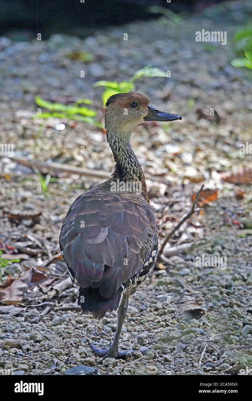 West Indian Whistling-duck (Dendrocygna arborea) adult standing in the ...