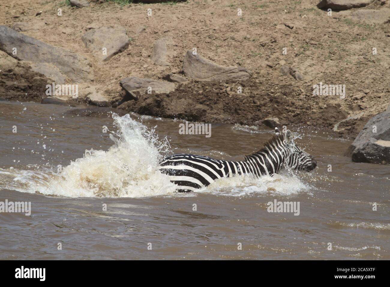 Zebra River Crossing, Masai Mara Stock Photo - Alamy