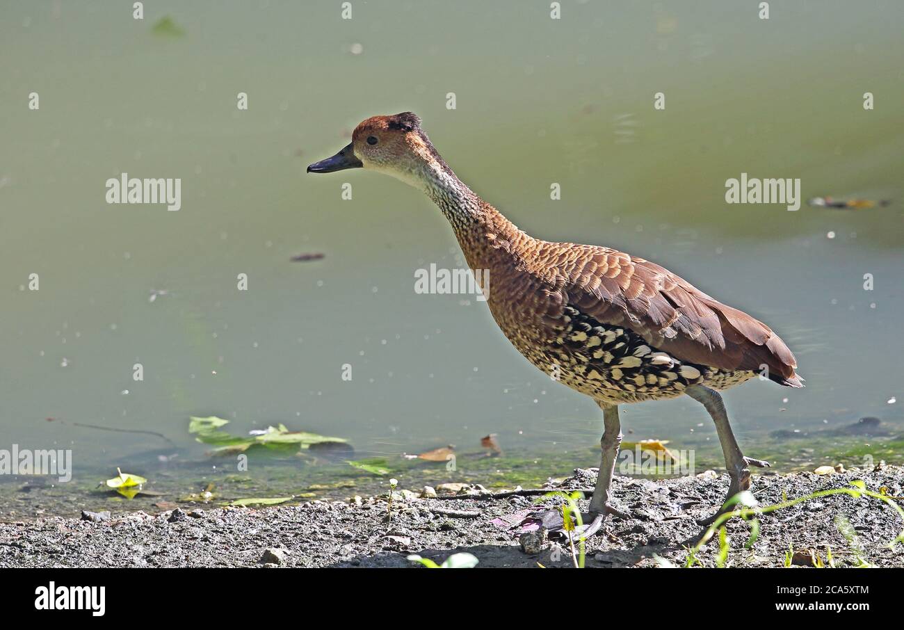 West Indian Whistling-duck (Dendrocygna arborea) adult walking by creek ...