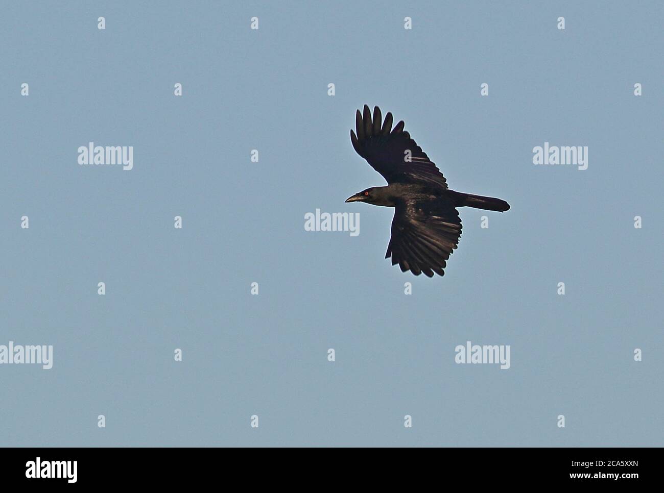 White-necked Crow (Corvus leucognaphalus) adult in flight Dominican ...
