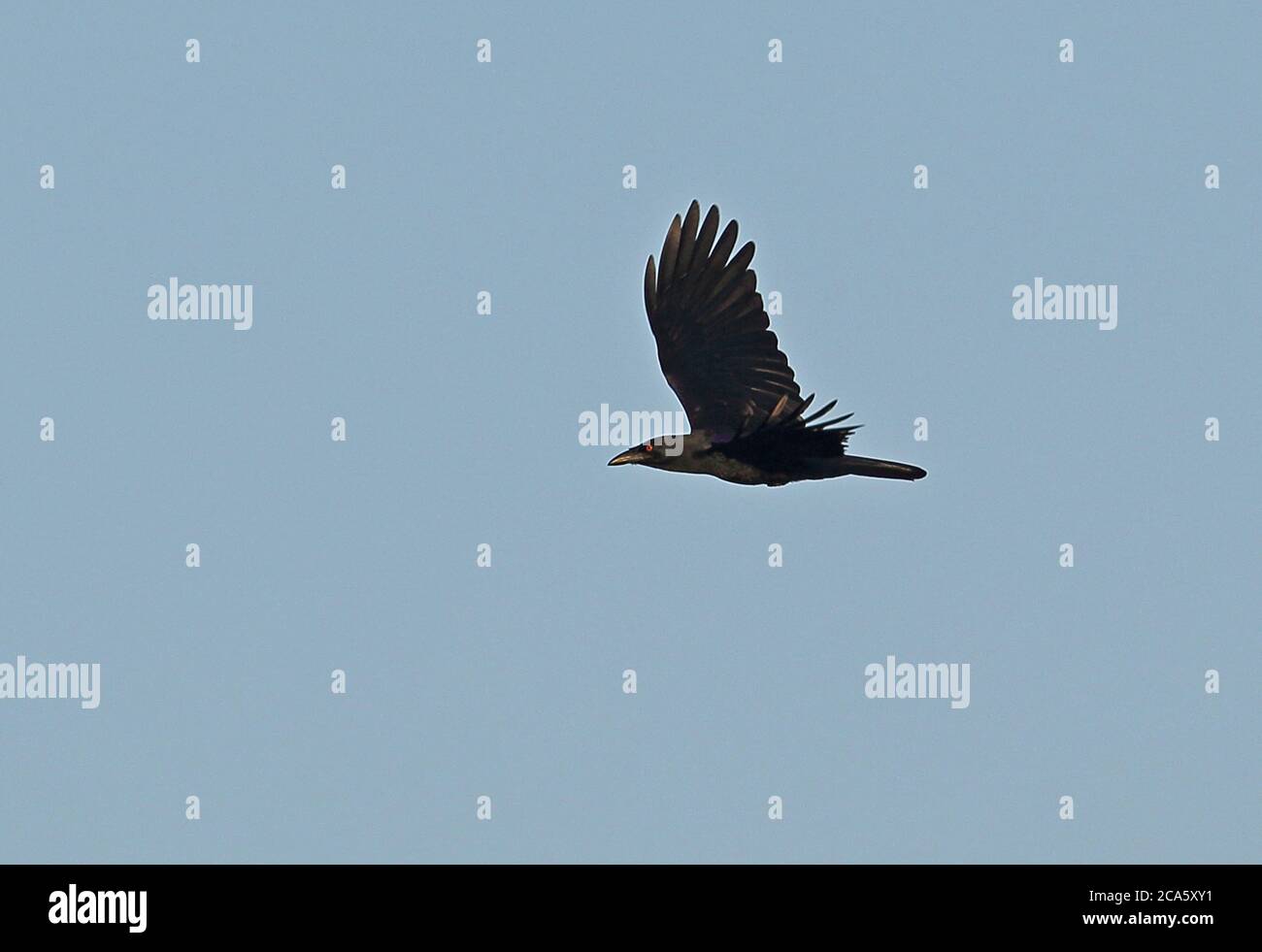 White necked crow hi-res stock photography and images - Alamy