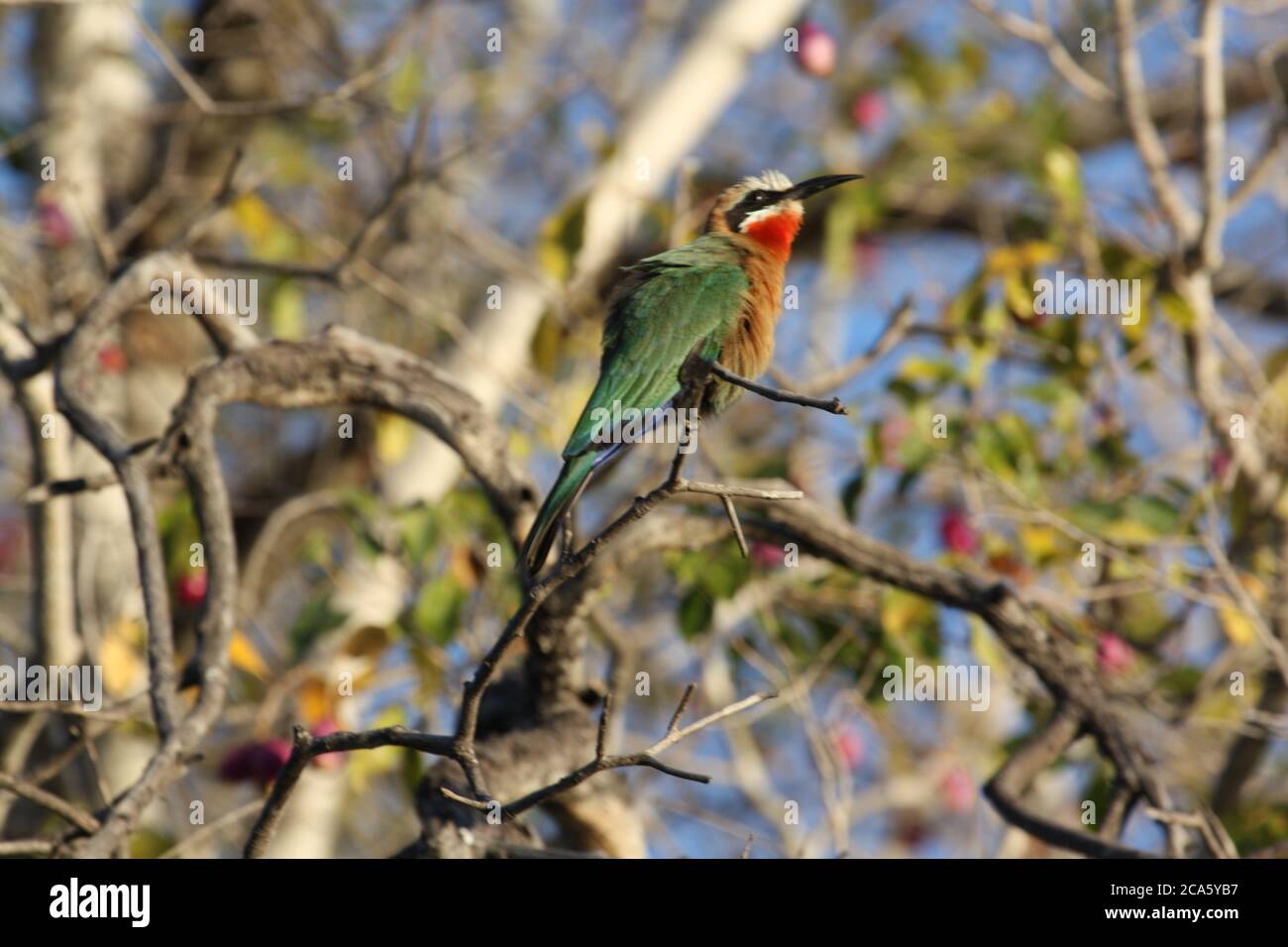 White-Fronted Bee-Eater, Zambia Stock Photo - Alamy