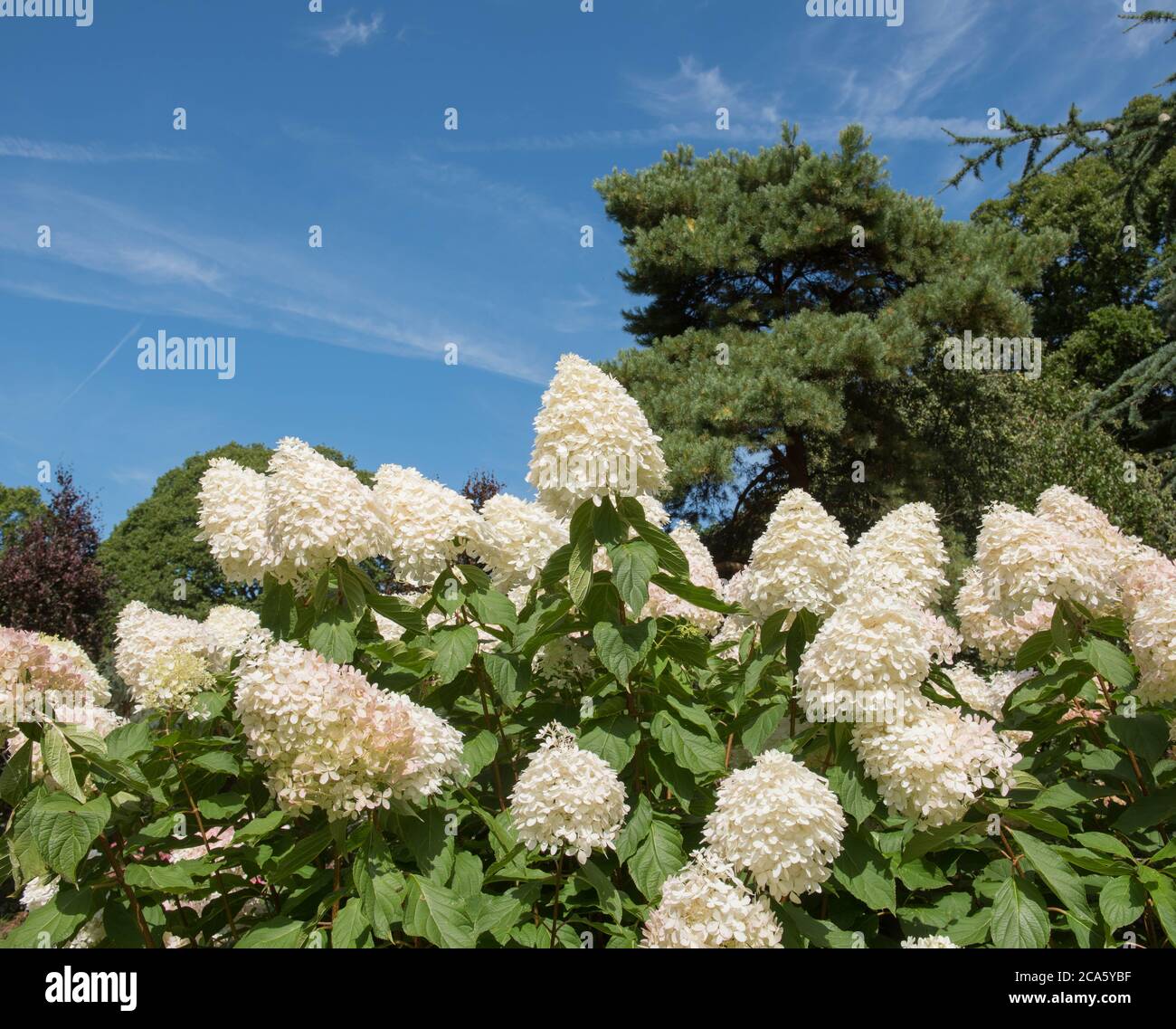 Flower Heads of a Hydrangea paniculata 'Phantom' Shrub Growing in a Country Cottage Garden in ...