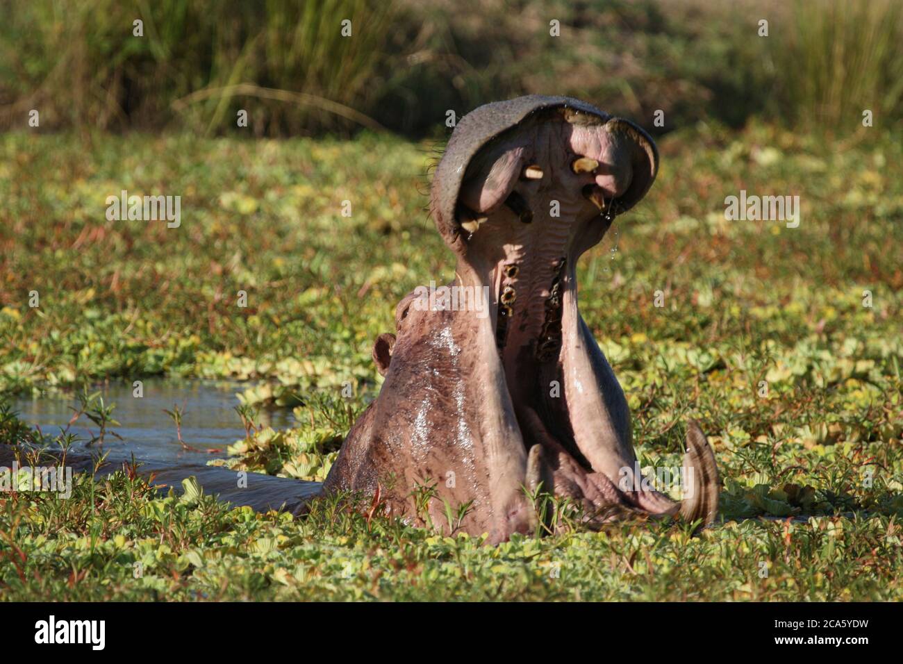 Male Hippo High Resolution Stock Photography and Images - Alamy
