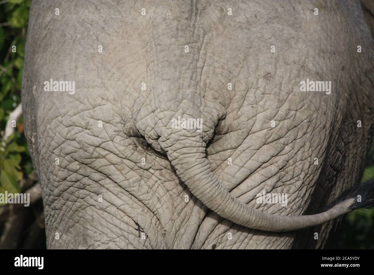Elephant tail hi-res stock photography and images - Alamy