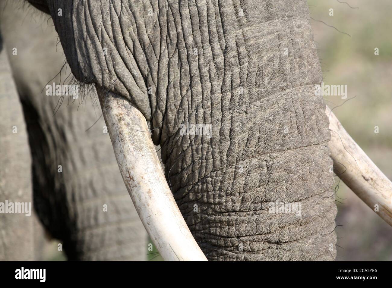 Elephant Tusk, Zambia Stock Photo - Alamy