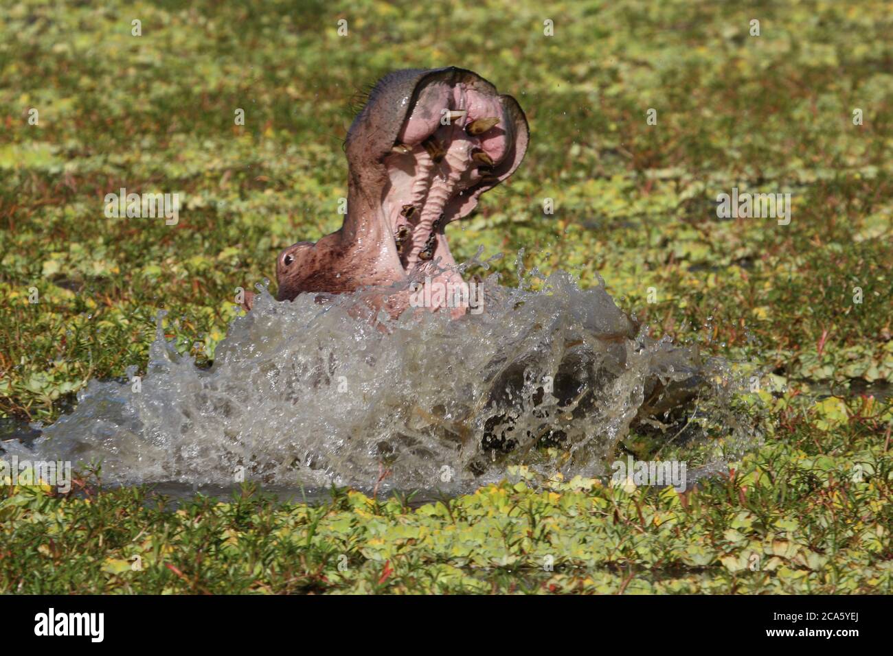 Male Hippo High Resolution Stock Photography and Images - Alamy