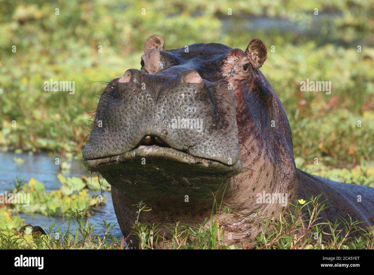 Male Hippo, Zambia Stock Photo - Alamy