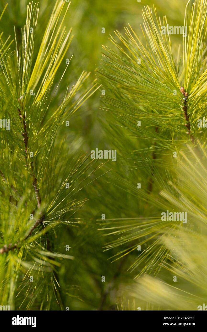 Pine evergreen evergreens hi-res stock photography and images - Alamy