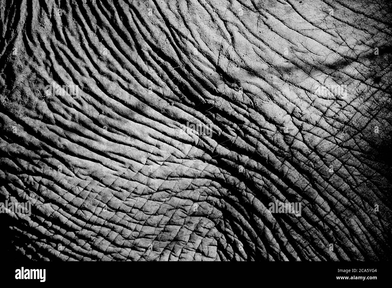 Elephant Hide, Zambia Stock Photo - Alamy