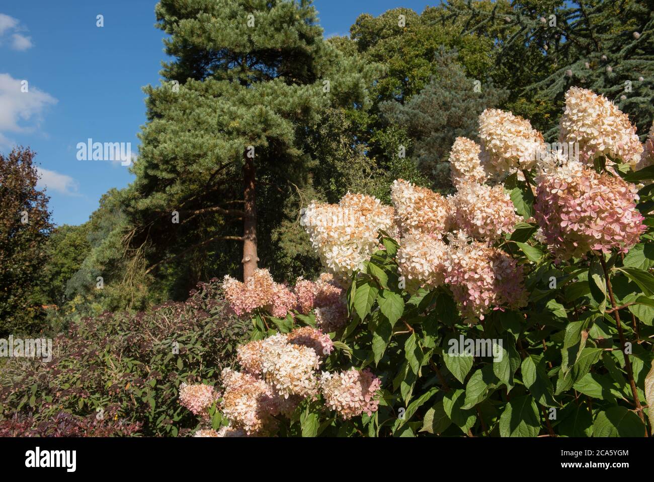 Flower Heads of a Hydrangea paniculata 'Phantom' Shrub Growing in a ...