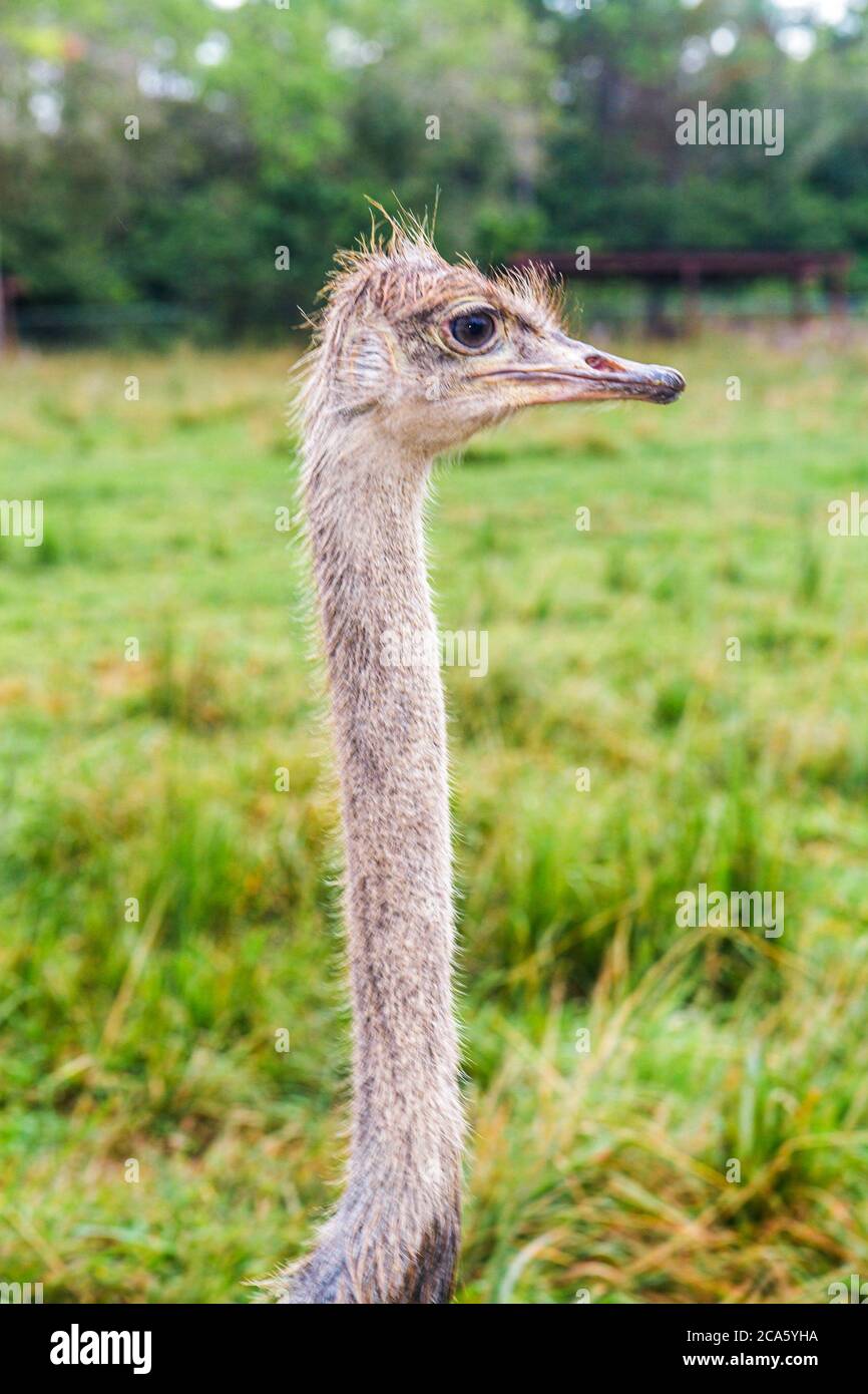 West Palm Beach Florida,Loxahatchee,Lion Country Safari,drive through ...