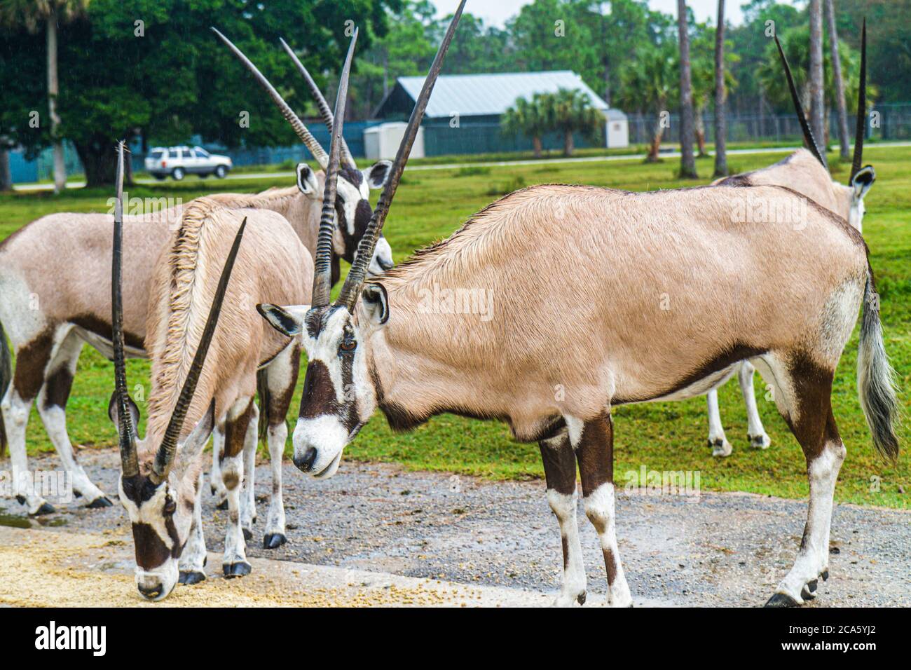 Gemsbok lion hi-res stock photography and images - Alamy