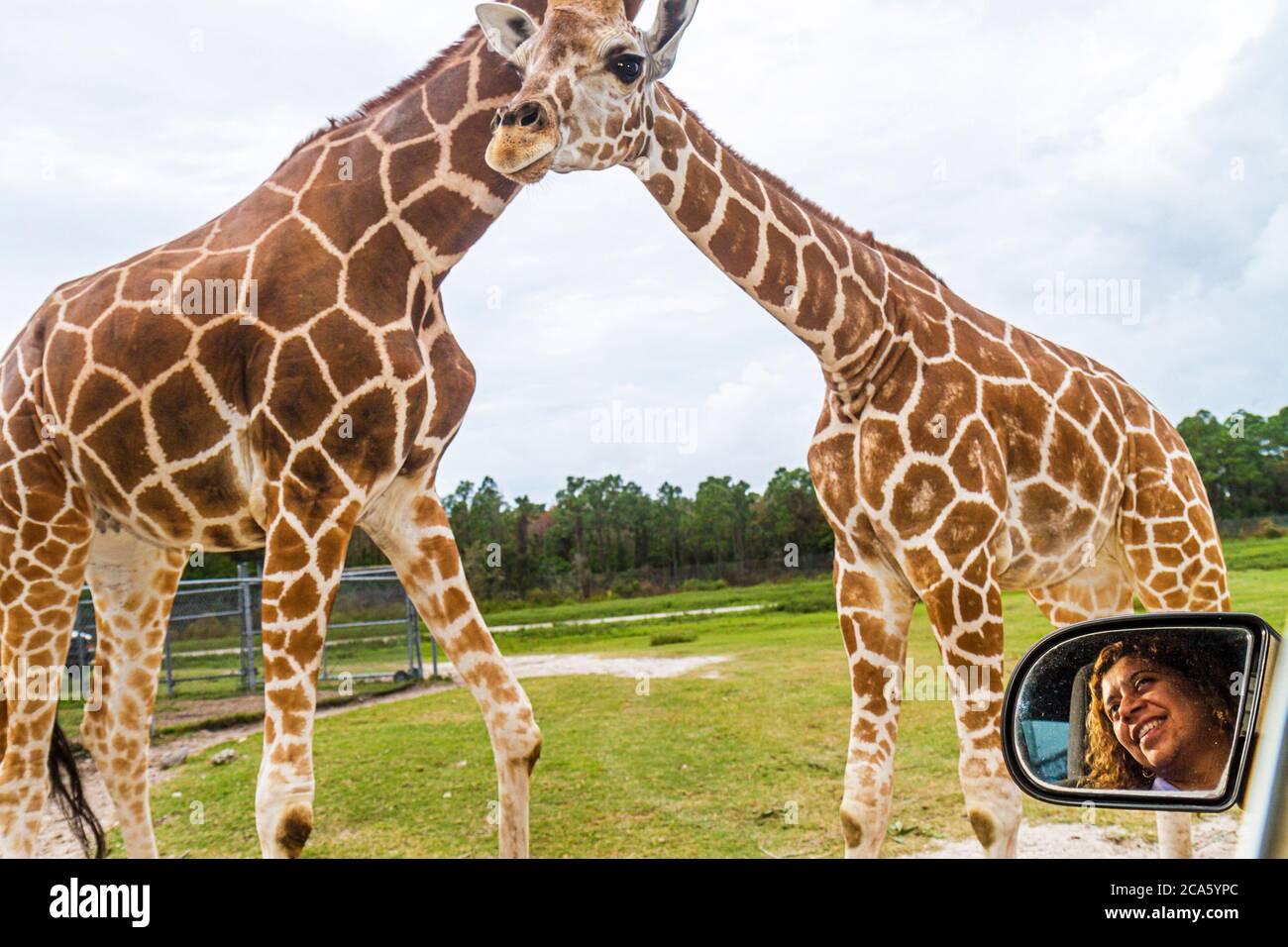 Giraffe lady hi-res stock photography and images - Alamy