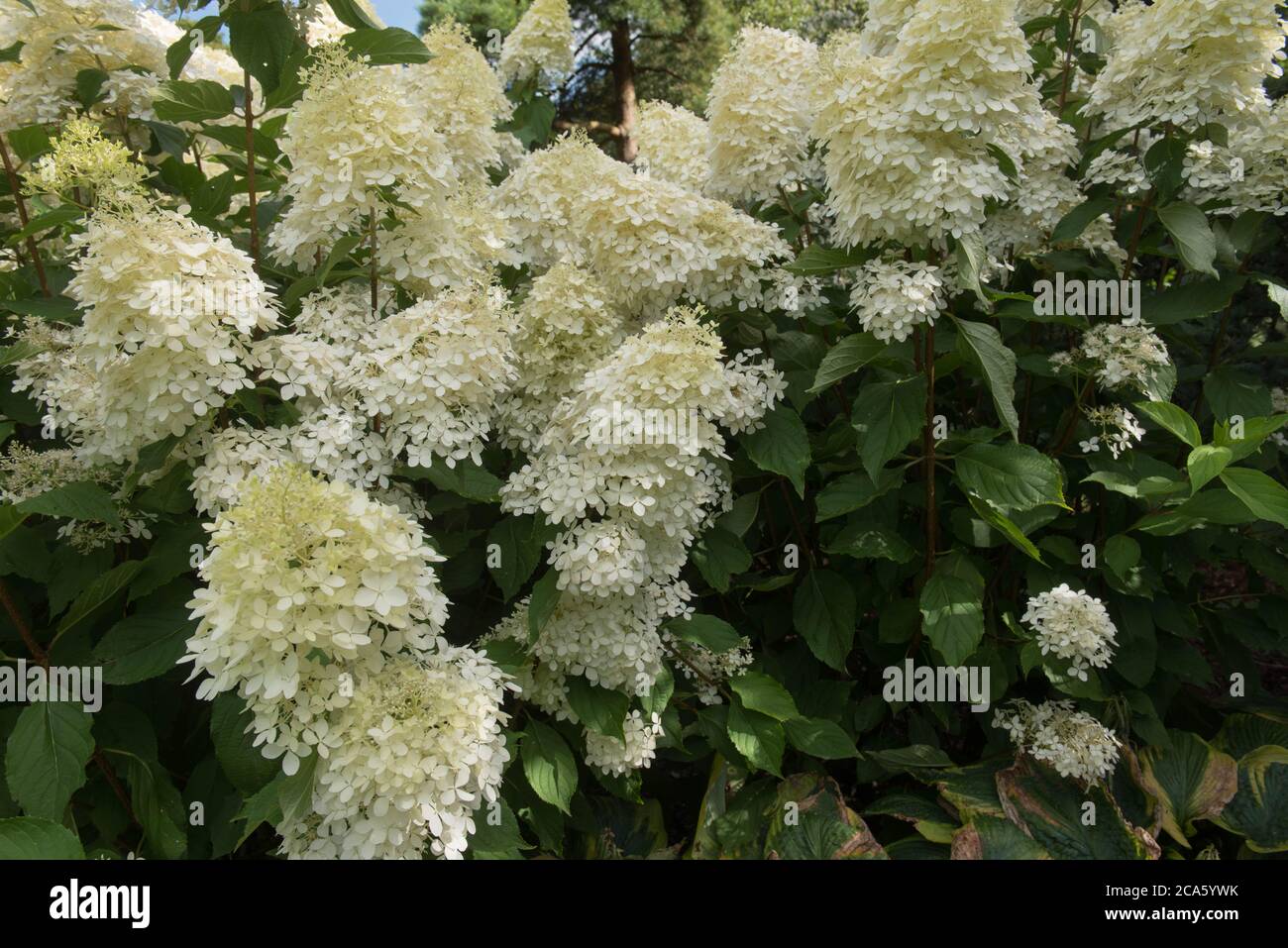 Flower Heads of a Hydrangea paniculata 'Phantom' Shrub Growing in a ...