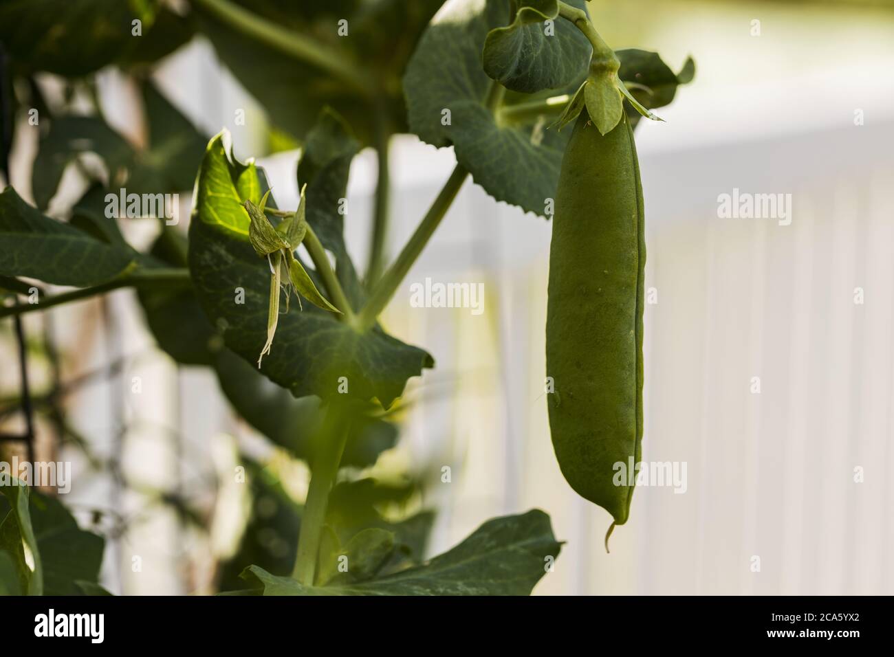 Close up view of green peas isolated. Beautiful nature backgrounds ...