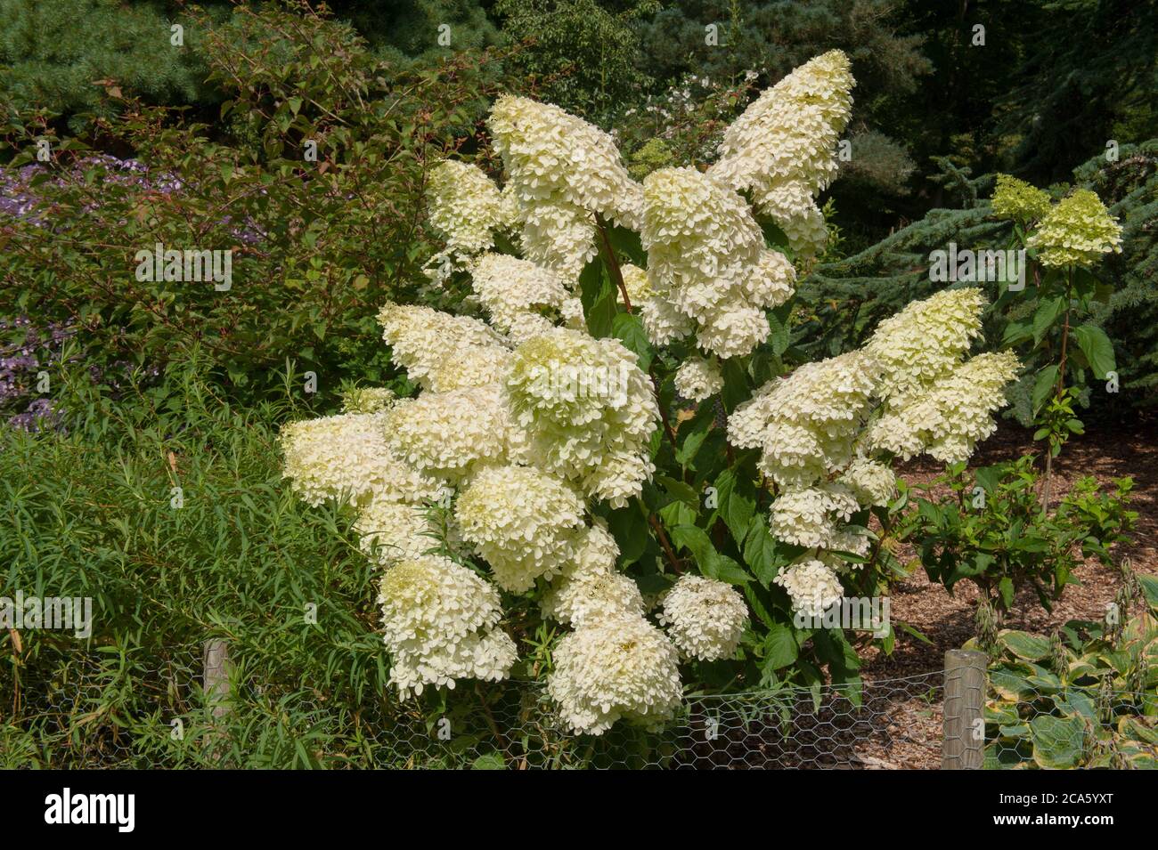 Flower Heads of a Hydrangea paniculata 'Phantom' Shrub Growing in a ...