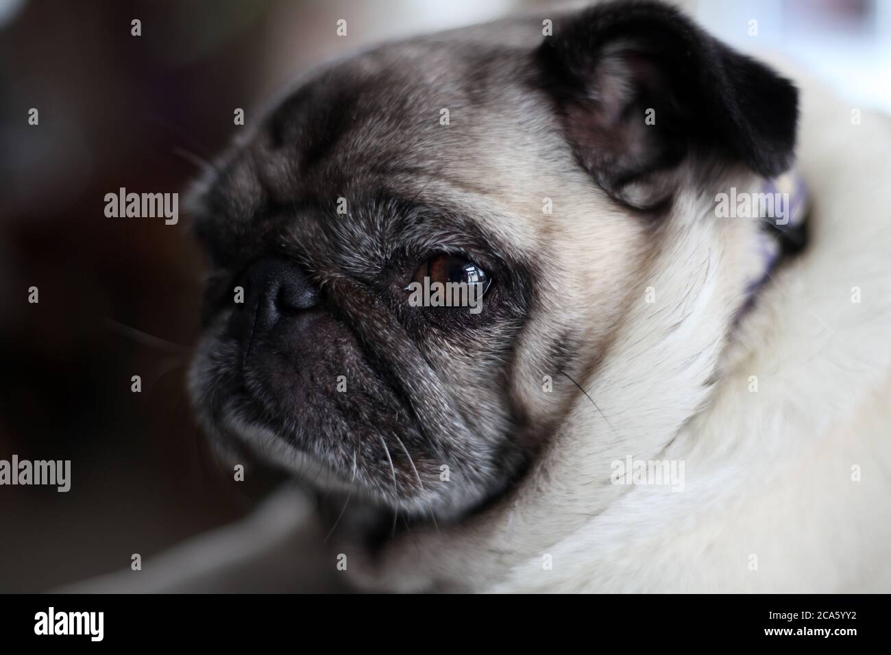 Loving pug hi-res stock photography and images - Alamy