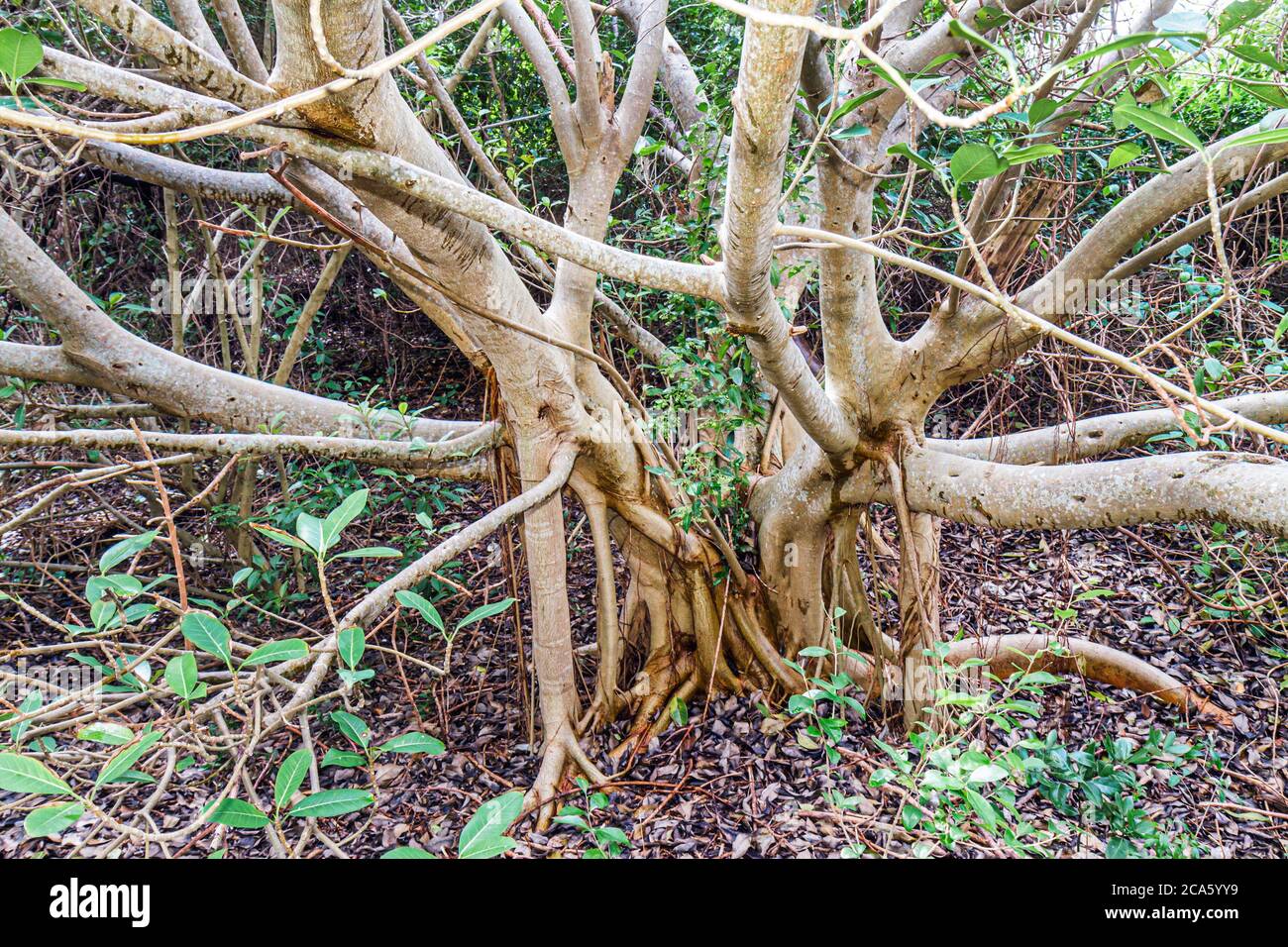 Juno Beach Florida,Highway A1A,Loggerhead Park,strangler fig,tree trees ...