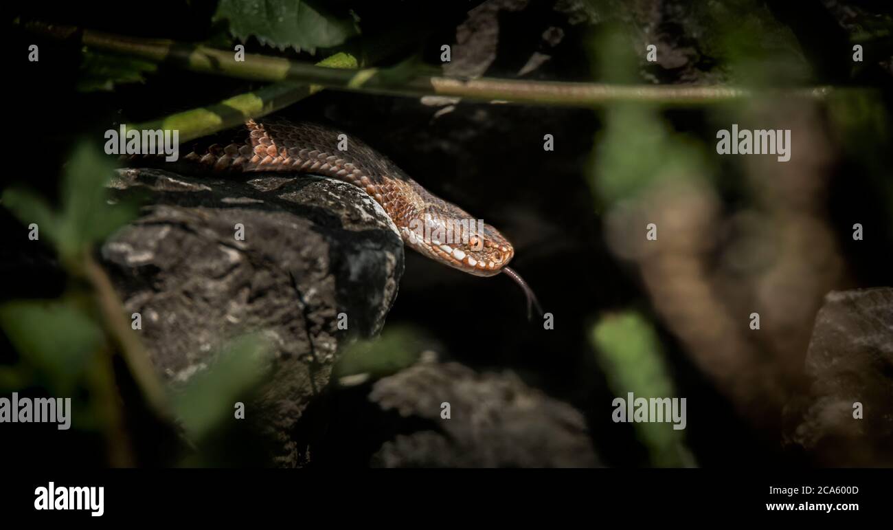 Venomous viper hi-res stock photography and images - Alamy