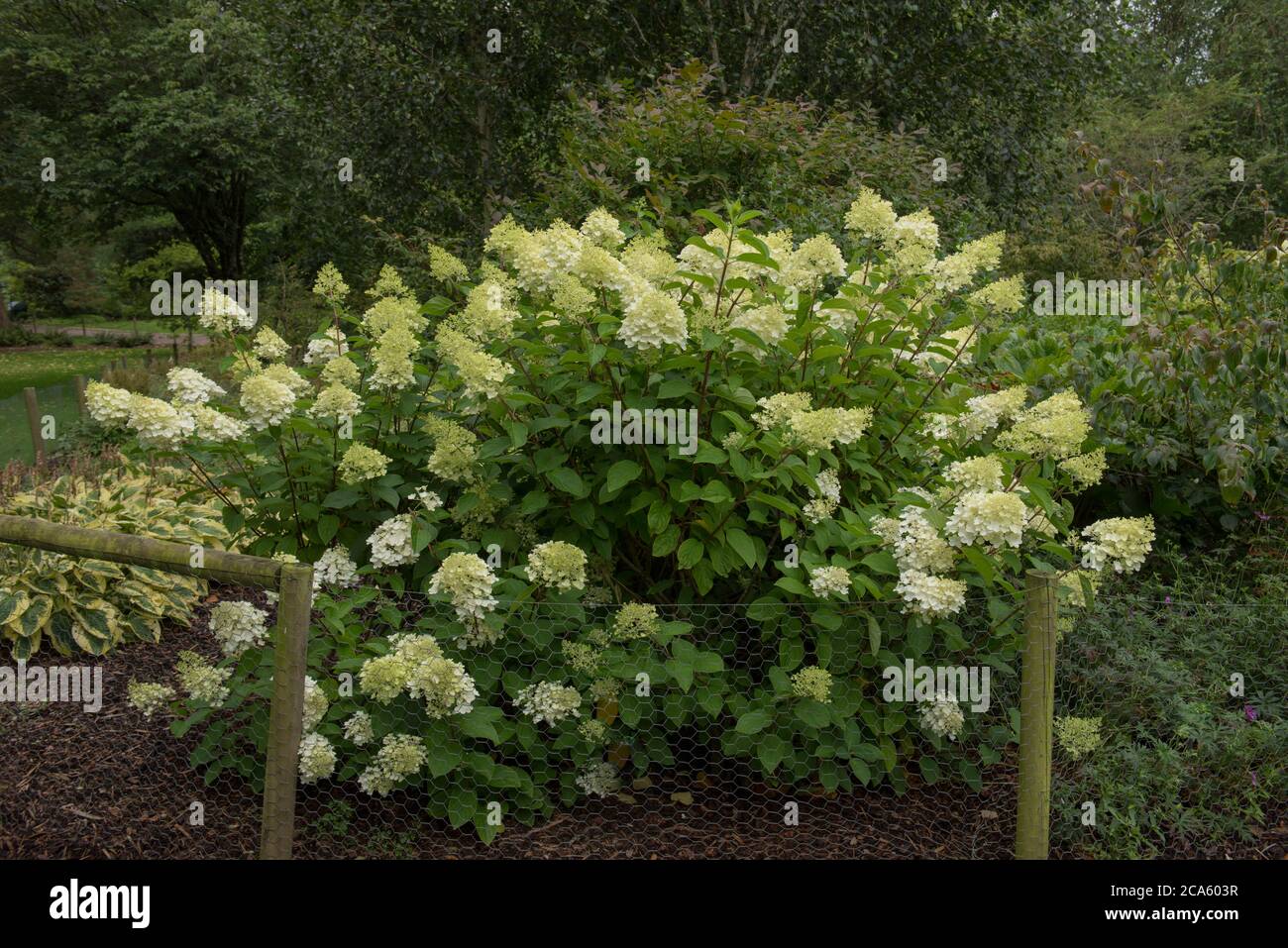 Flower Heads of a Hydrangea paniculata 'Phantom' Shrub Growing in a ...