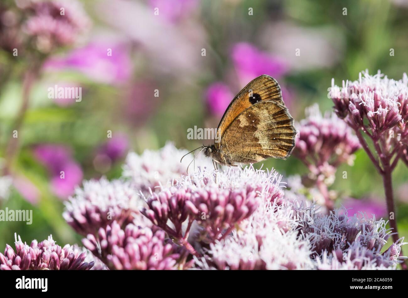 Pyronia tithonus side view hi-res stock photography and images - Alamy