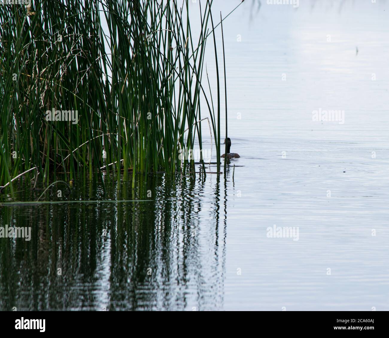 Lone duck hi-res stock photography and images - Alamy