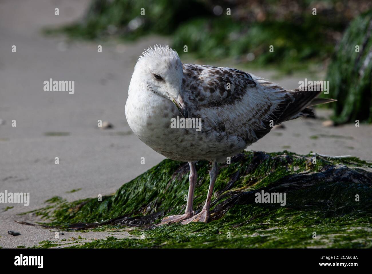 Flying young hi-res stock photography and images - Alamy
