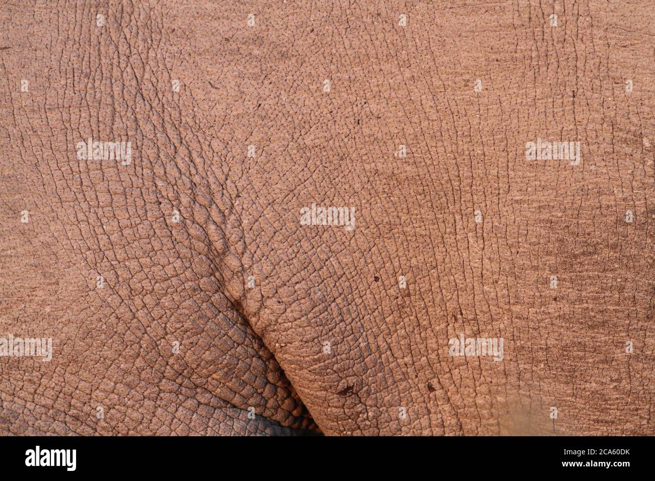 Rhino Hide, Namibia Stock Photo - Alamy