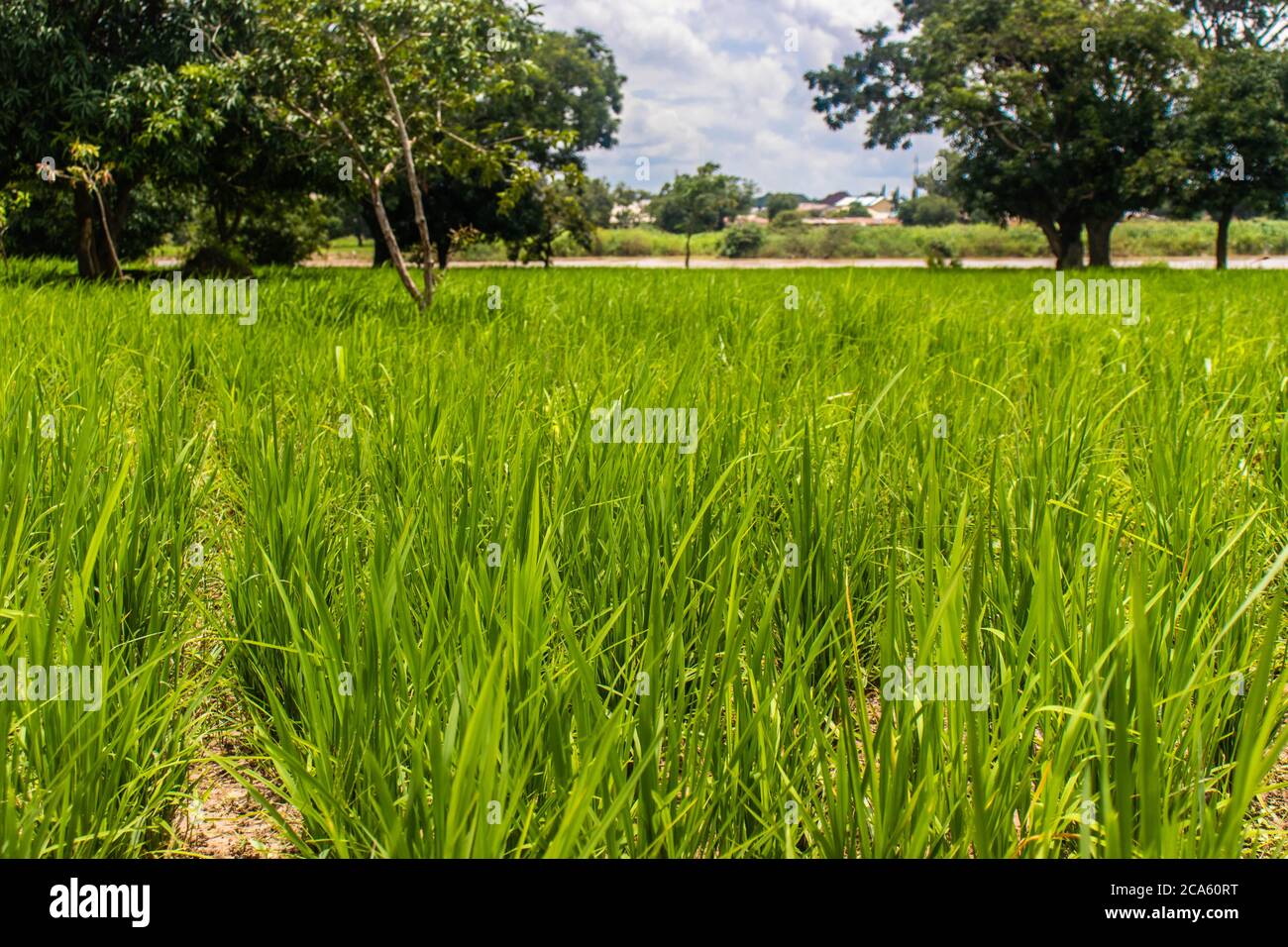 River among trees green rice hi-res stock photography and images - Alamy