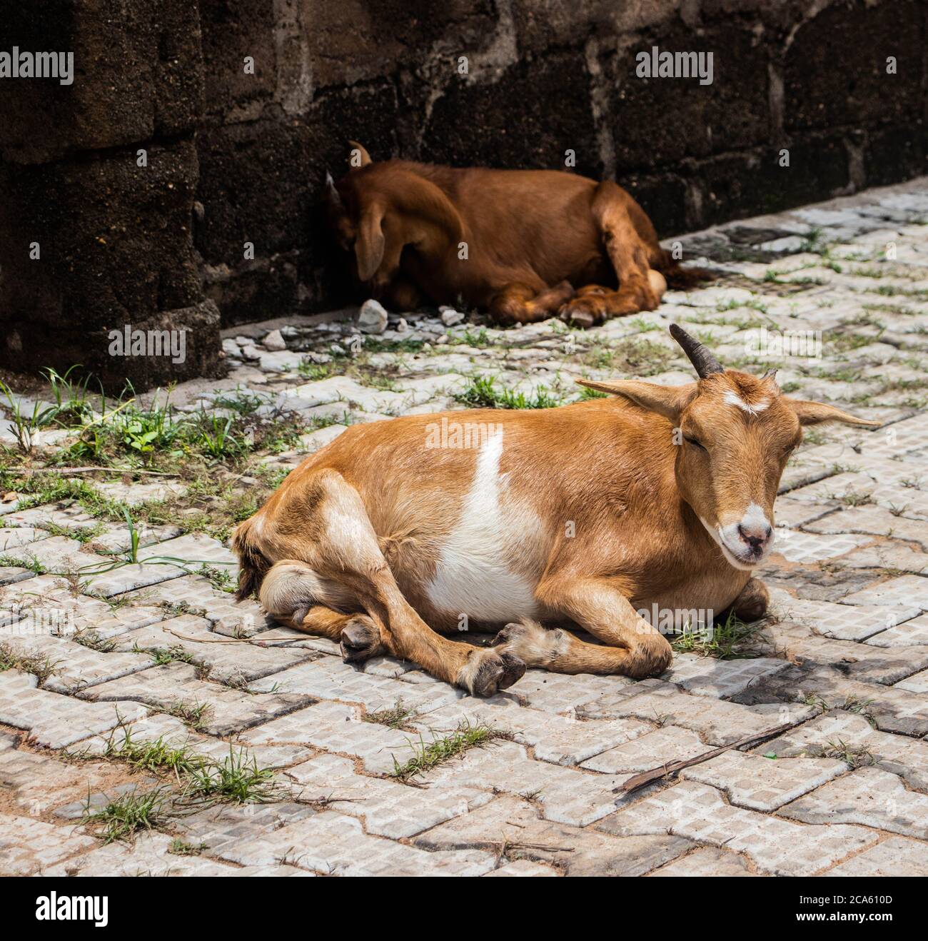Two brown goats sitting on a pavement made of interlocking tiles Stock ...