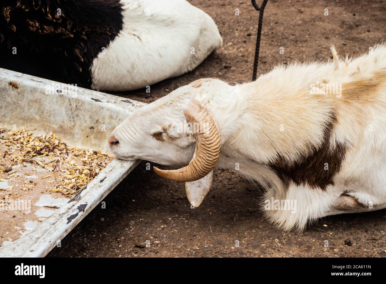 White ram hi-res stock photography and images - Alamy