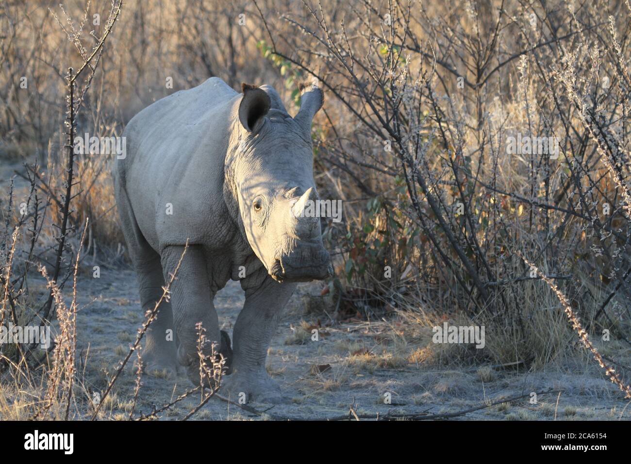 Black Rhino, Namibia Stock Photo - Alamy
