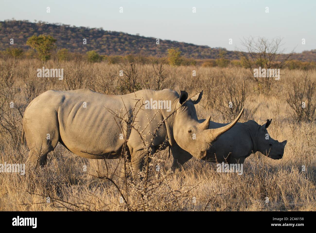 Black Rhino, Namibia Stock Photo - Alamy