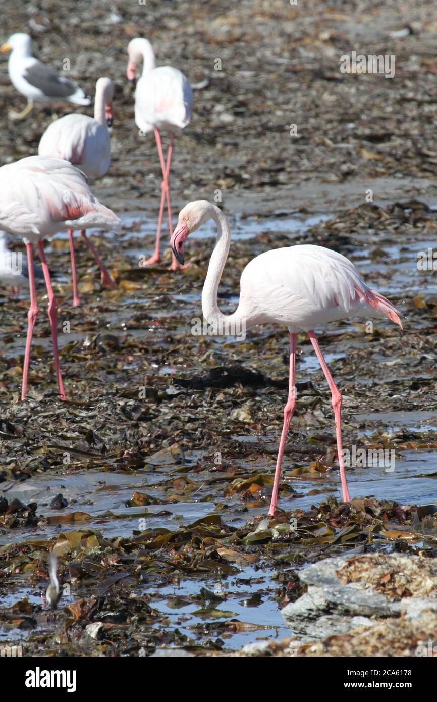 Salt flats namibia hi-res stock photography and images - Alamy