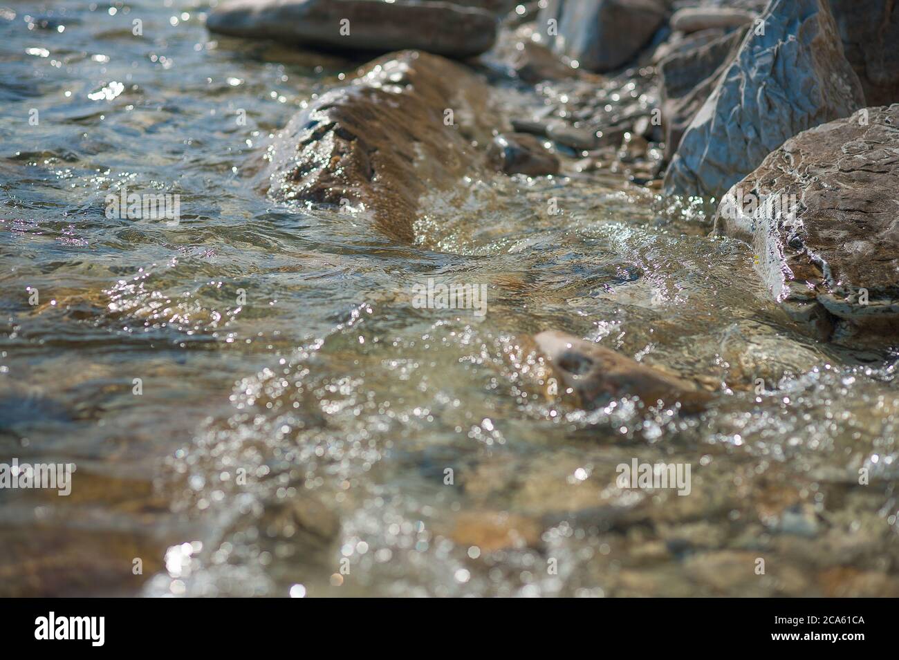 A bird in the water Stock Photo - Alamy