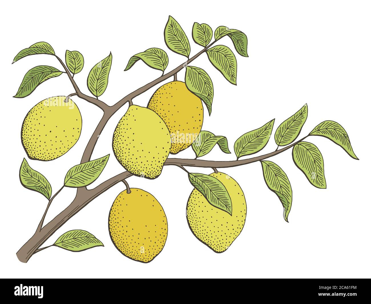 Lemon fruit branch hi-res stock photography and images - Alamy