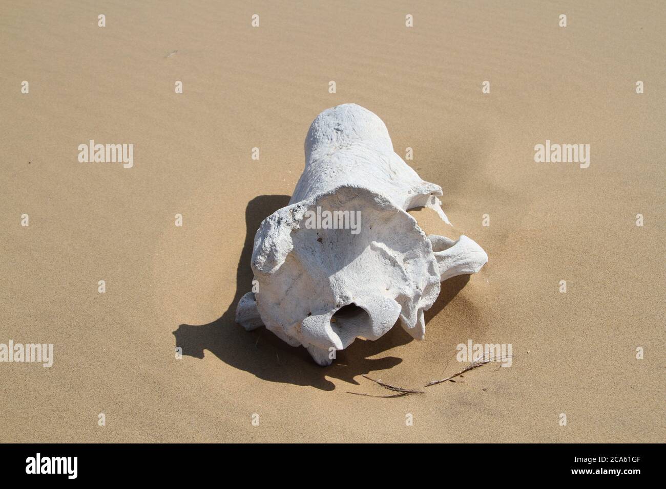 Giraffe bone hi-res stock photography and images - Alamy