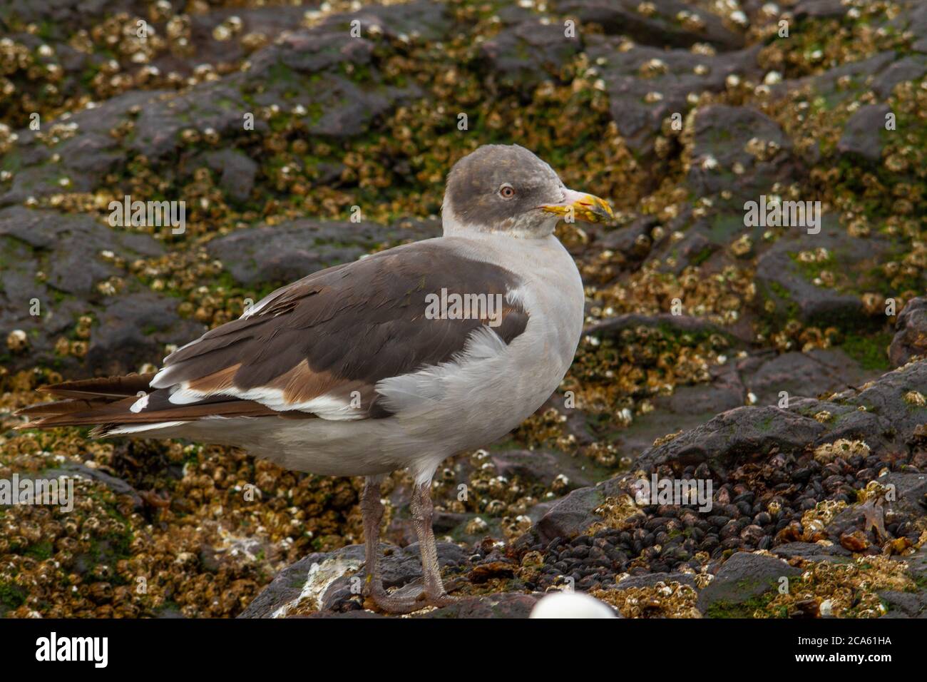 Isla gris hi-res stock photography and images - Alamy