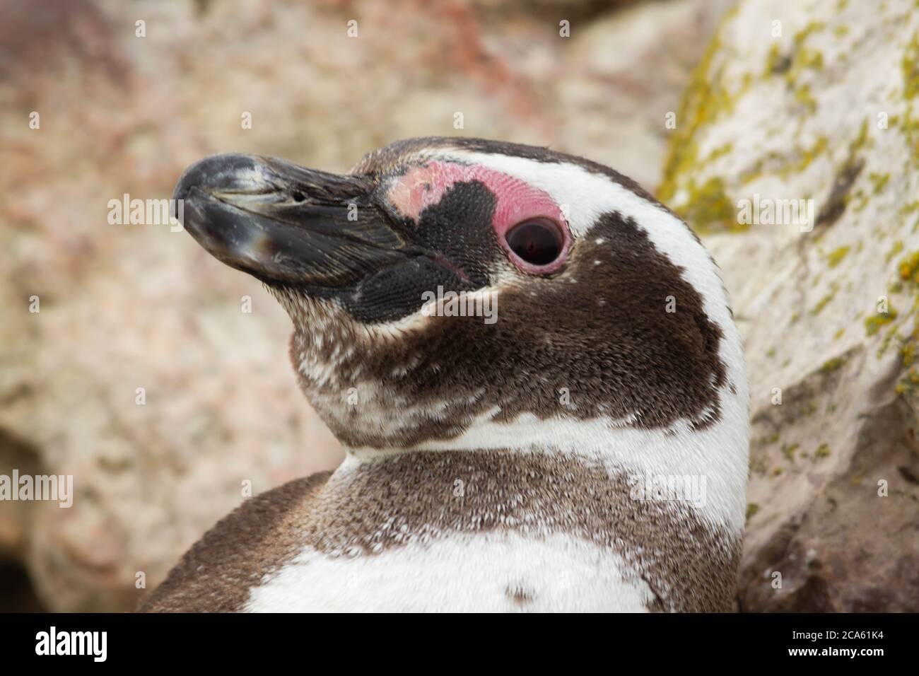 Penguin close up photography hi-res stock photography and images - Alamy
