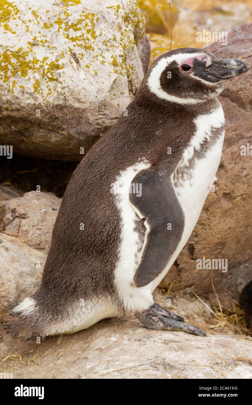 Habitat pinguino hi-res stock photography and images - Alamy