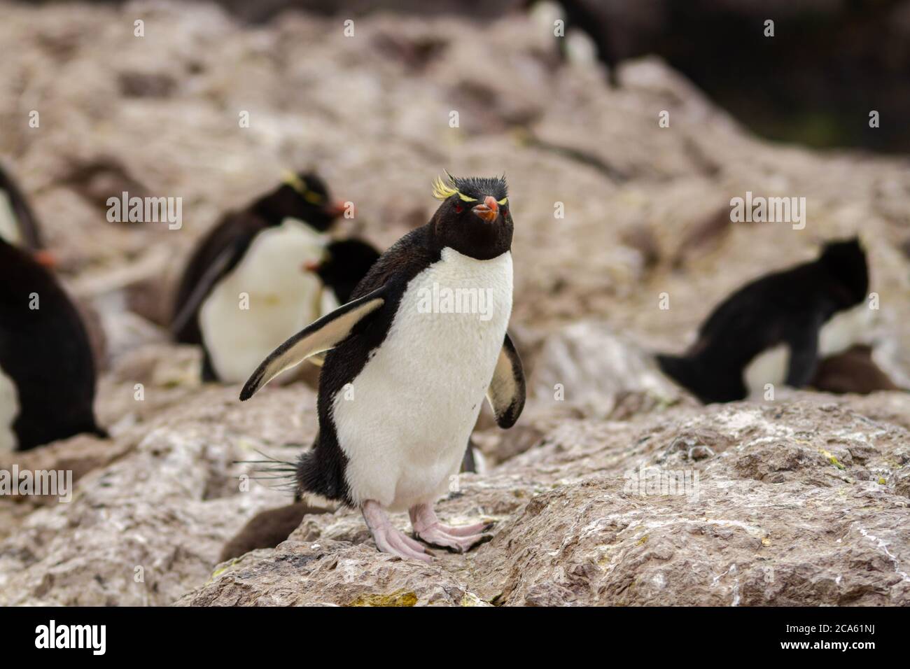 Rockhopper penguin colony Stock Photo - Alamy