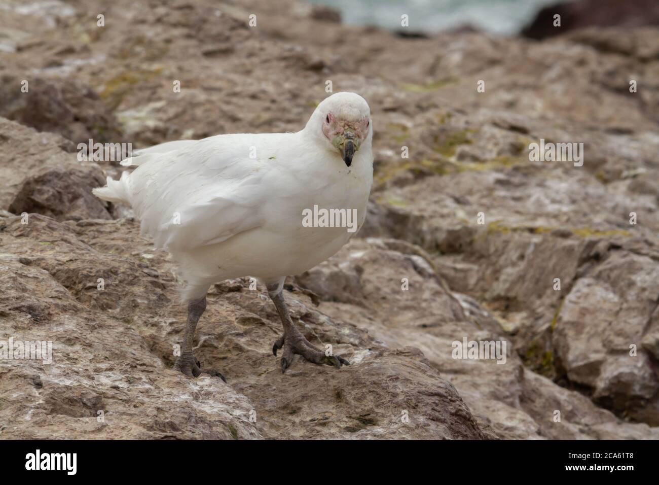 Antartic wildlife hi-res stock photography and images - Alamy