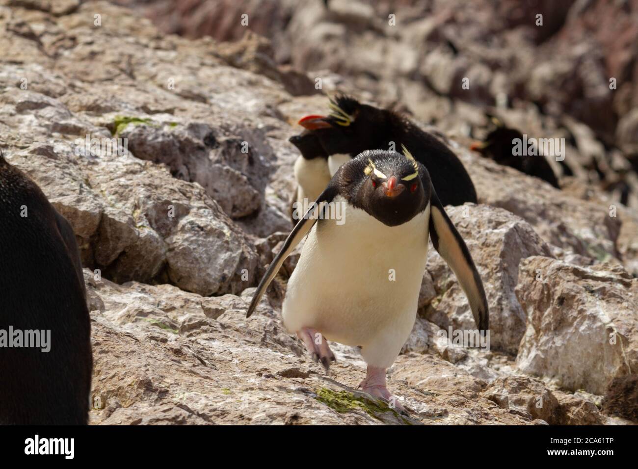 Rockhopper penguin jumping hi-res stock photography and images - Alamy