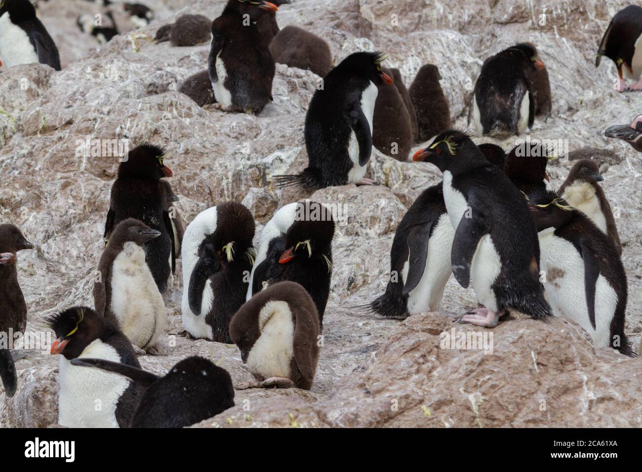 Rockhopper penguin colony Stock Photo - Alamy