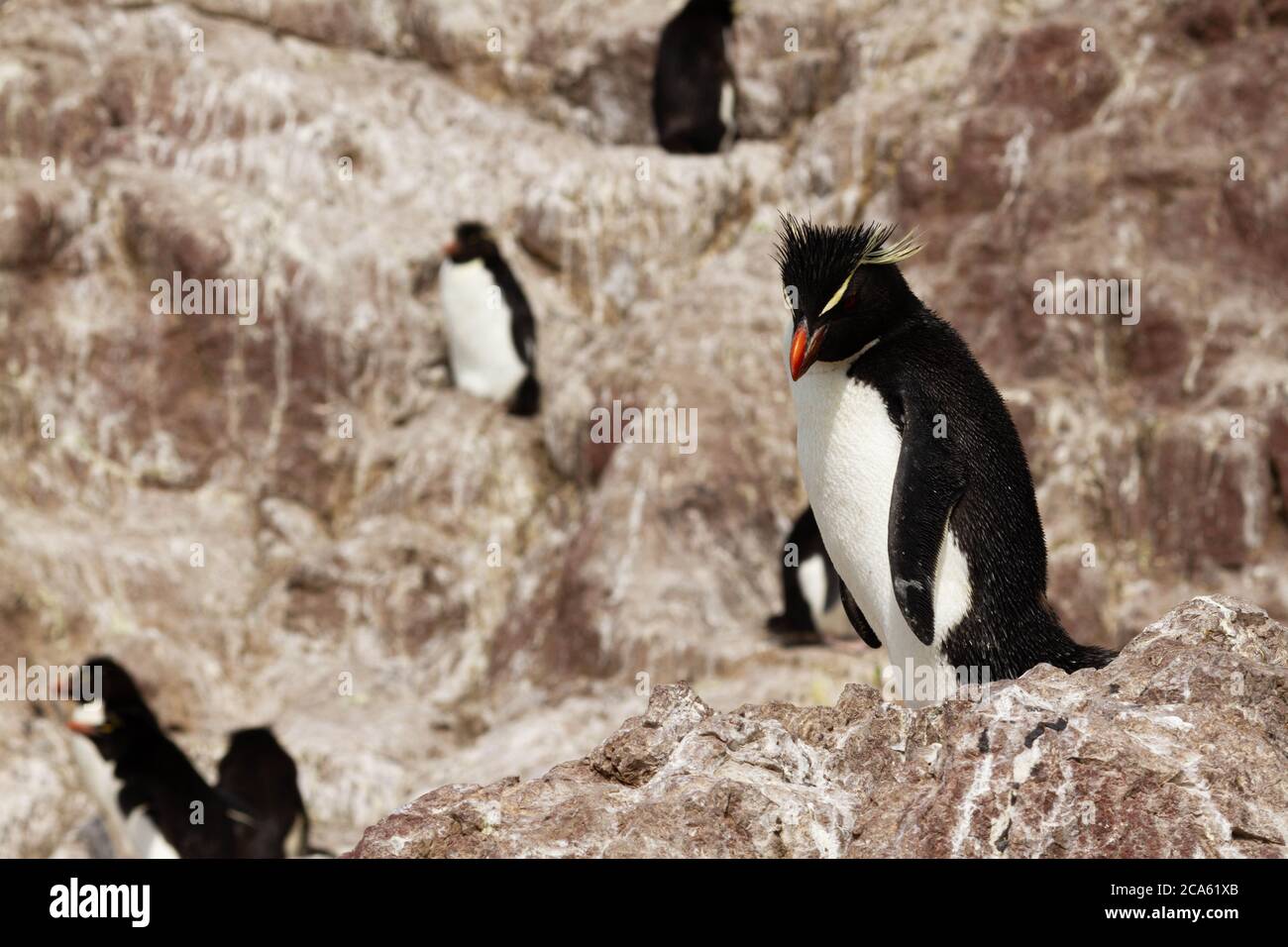 Rockhopper penguin colony Stock Photo - Alamy